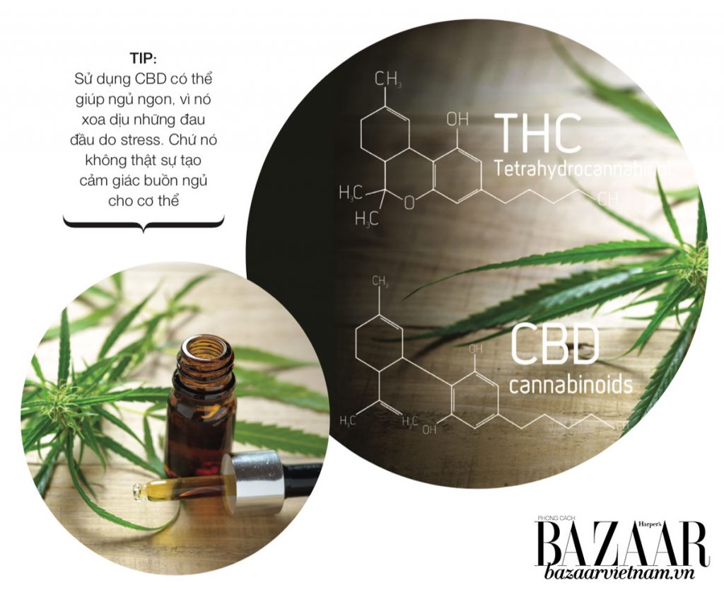 Dầu CBD là gì: Những điều bạn cần biết trước khi sử dụng