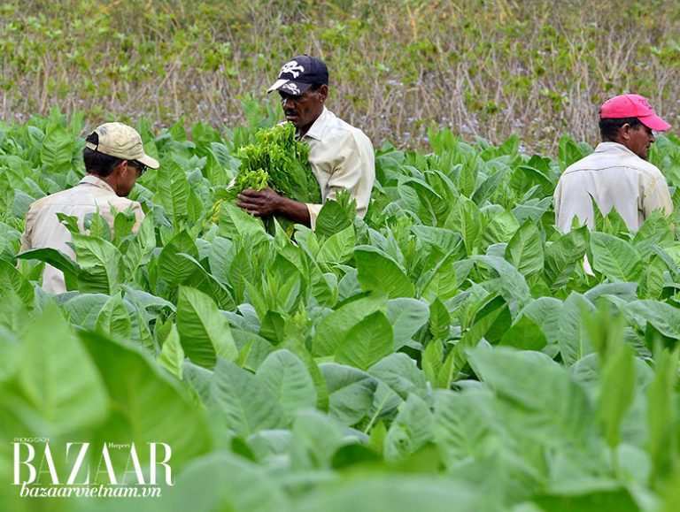 Xì-gà Cuba nổi tiếng thế giới được sản xuất như thế nào?