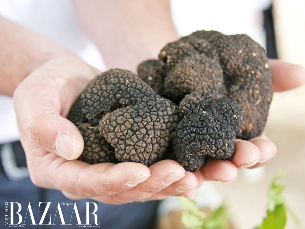 Nấm Truffle là gì và vì sao món ăn này đắt hơn vàng? | Harper's Bazaar