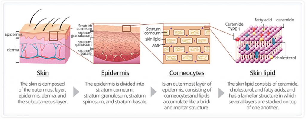 Lớp màng hydrolipid là gì? | Giải mã da nhạy cảm | Harper's Bazar