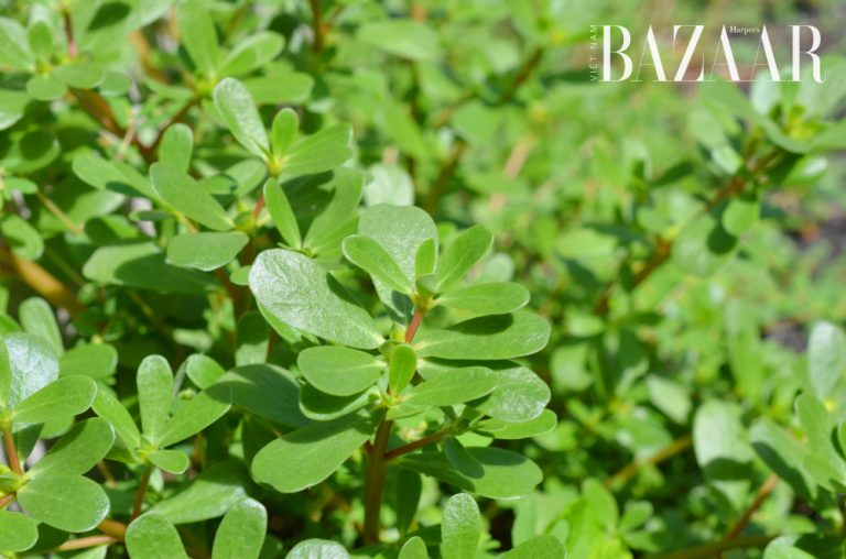 Rau sam kỵ với gì? Công dụng của rau sam mà bạn nên biết