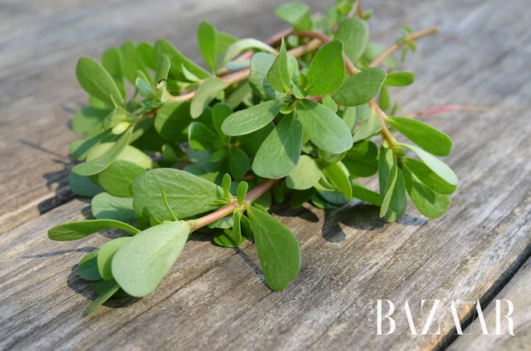 Rau sam kỵ với gì? Công dụng của rau sam mà bạn nên biết