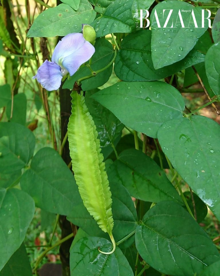 Đậu rồng kỵ với gì? 10 công dụng + 4 tuýp người cần kiêng